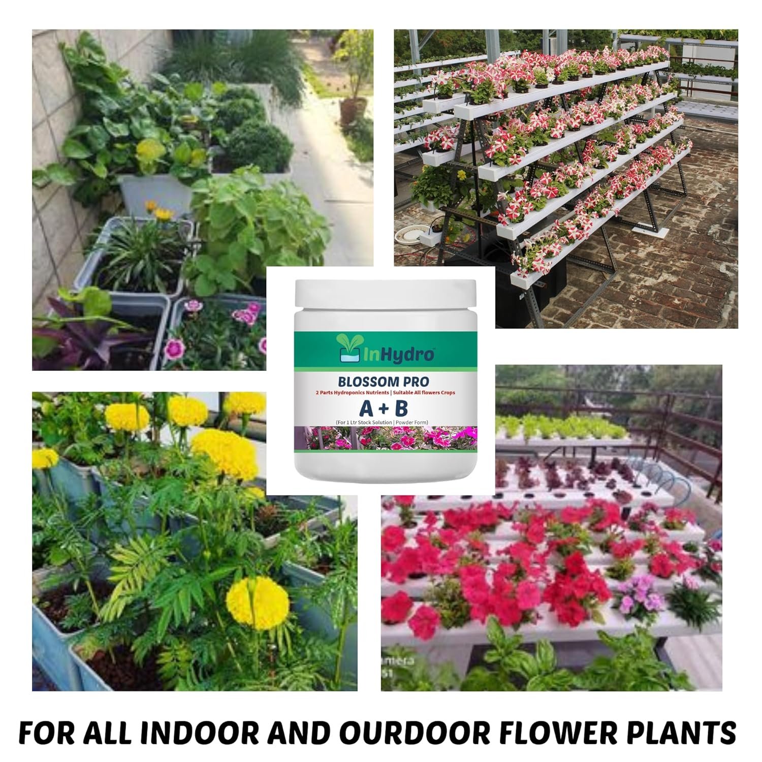Blossom A&B Nutrients (Granule Form) 250 gm - INHYDRO – Hydroponics ...
