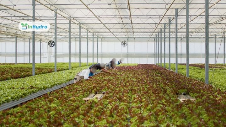 Scale Your Hydroponic Farm: Commercial Growth Tips - InHydro