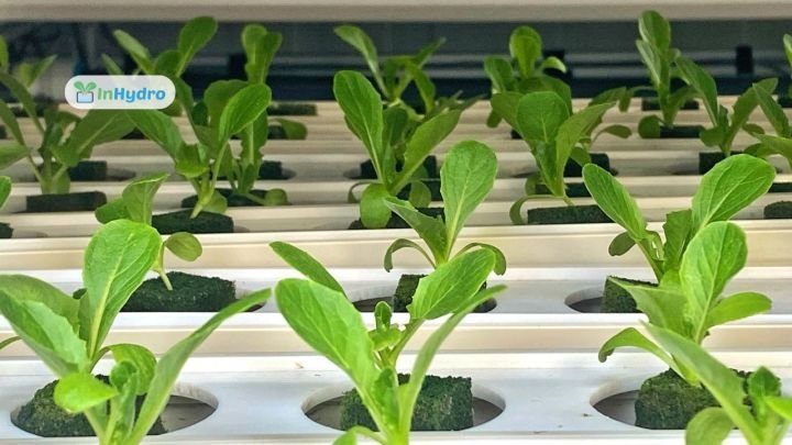 How to Start a Profitable Hydroponic Farm: A Step-by-Step Guide ...